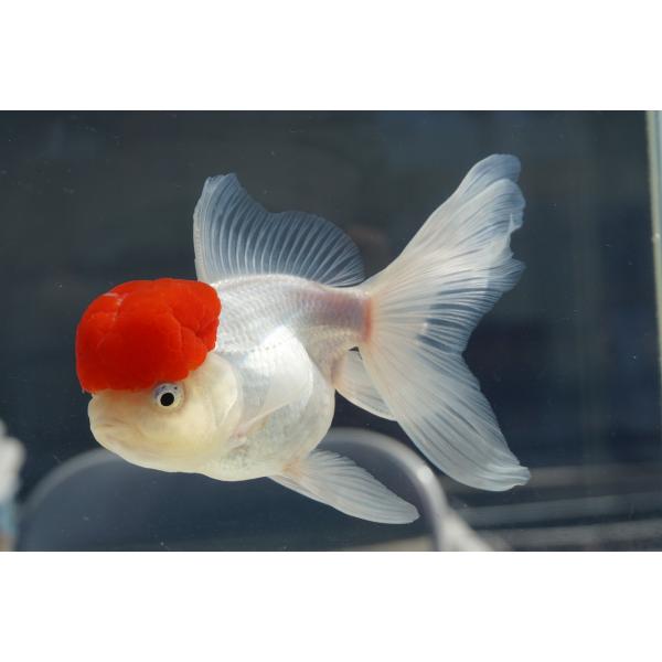 紅白の三才高頭丹頂です。白色に存在感のある赤色が頭部に乗って見栄えのある金魚です。愛嬌のある顔や仕草が人気です。人気の飯田産・棚田氏　作の高頭丹頂です。一点物サイズ：全長約約17cm産地：飯田産・棚田氏・日曜日、月曜日の到着のご指定はできま...