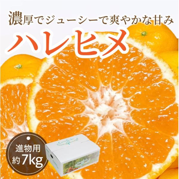 ＼出荷開始いたしました／お届け期間目安：1月上旬〜1月下旬みかんのような甘みと口に広がるオレンジのような香り。剥きやすく手軽に食べやすいのでおすすめです。内容量：進物用 約7kg保存方法：直射日光を避け、常温保存※掲載写真はイメージです。青...