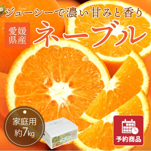 ＼予約開始しました！／お届け期間目安：2月上旬〜3月下旬※出荷開始まで代引き不可です。※品種の育成状況により、入荷及び出荷開始時期は前後いたします。レア商品につき、入荷次第の発送となります。※発送までお時間をいただく場合がございます。おへそ...