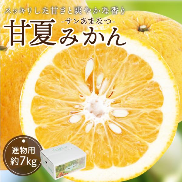 ＼出荷開始いたしました！／お届け期間目安：3月中旬〜5月中旬酸味が控えめで、爽やかな香りが印象的なみかんです。内容量 進物用 約7kg保存方法 直射日光を避け、常温保存保証について：お客様事情により発送から3日後以降に受け取りをされた商品の...