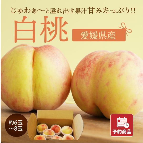 ＼予約開始しました！／白桃（アカツキ）はふっくらとした扁円形の桃です。果皮はほんのりとした桃色をしていて、果肉はクリーム色でところどころ紅色です。ちょうどいい硬さで、甘みが強く、あまり酸味はありません。※出荷開始まで代引き不可です。※品種の...