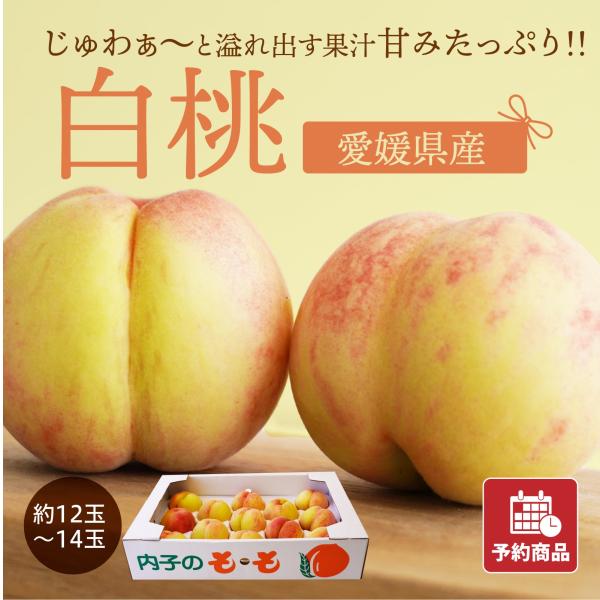 ＼予約開始しました！／白桃（アカツキ）はふっくらとした扁円形の桃です。果皮はほんのりとした桃色をしていて、果肉はクリーム色でところどころ紅色です。ちょうどいい硬さで、甘みが強く、あまり酸味はありません。※出荷開始まで代引き不可です。※品種の...