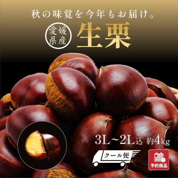 ＼予約開始しました！／秋の味覚といえばやっぱり「栗」！ほくほくとやさしい甘さで、そのまま蒸しても、甘く煮ても、お菓子にしてもこっくりと柔らかい美味しさをお楽しみいただけます！内容量：3L~2L込 約4kgお届け期間目安：9月中旬頃〜※出荷開...