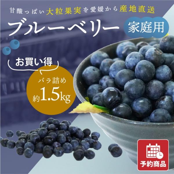 ＼予約開始しました／※出荷開始まで代引き不可です。※品種の育成状況により、入荷及び出荷開始時期は前後いたします。愛媛県産のブルーベリーを産地直送でお届けいたします。目の機能を回復させるアントシアニンや、ビタミンC、ビタミンE、食物繊維、ミネ...