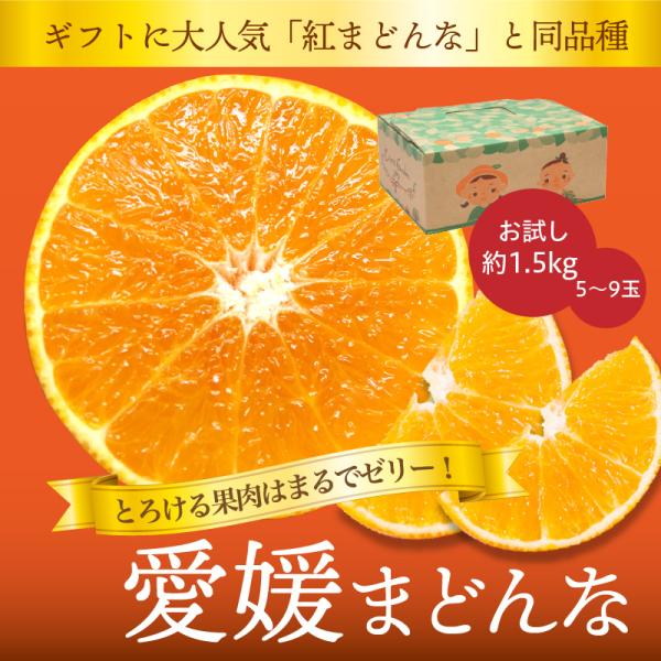 ＼出荷開始いたしました／お届け期間目安：11月下旬〜1月下旬※人気商品のため、発送までに7日前後お待ちいただく場合がございます。家庭用：キズ・色むら・サイズ不揃いを含みます。ゼリーのようなプルプル食感がたまらない愛媛まどんな。柔らかい果肉に...