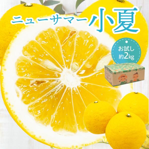 ＼出荷開始しました！／お届け期間目安：４月上旬〜5月中旬酸味が少なく、甘さぎっしりで大人気のみかんです。内容量 お試しサイズ 約2kg保存方法 直射日光を避け、常温保存保証について：お客様事情により発送から3日後以降に受け取りをされた商品の...