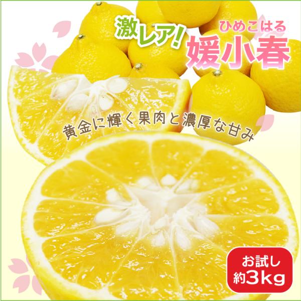 ＼出荷開始いたしました／とってもレアなイチオシ商品です！！黄色く艶やかな果実には、濃厚な甘みとジューシーな果汁がぎゅーっと詰まっています！愛媛県限定生産の希少柑橘です。ぜひ、この機会にお試しください！内容量 お試し 約3kg保存方法 直射日...