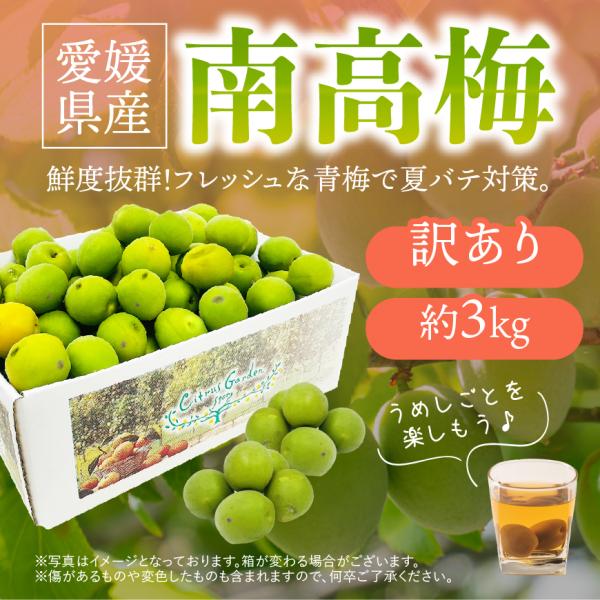 ＼出荷開始しました！／お届け期間目安：６月上旬〜６月下旬こちらは「訳あり」での販売となります。※見た目に傷や変色があるものが含まれますので、予めご了承ください。梅干しや梅シロップ・梅酒にオススメです。旬を迎えたおいしいものをお届けします。内...