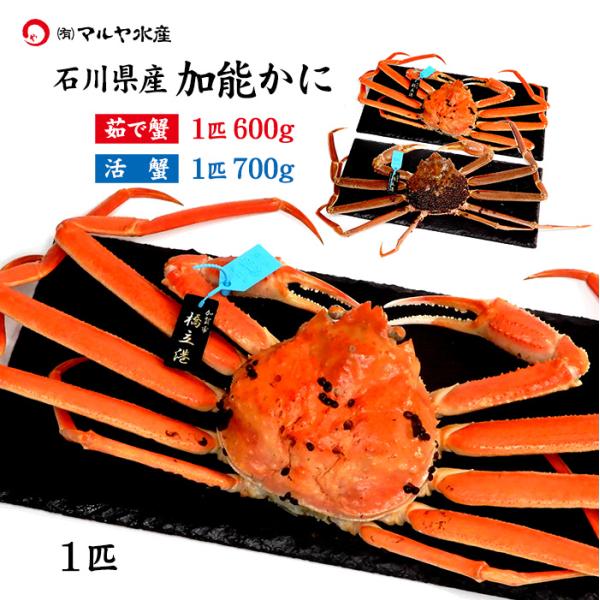 こちらの商品は、中サイズのずわい蟹（茹で又は活かに）1匹で1〜2人前程の標準より若干大きめのカニです。この大きさになりますと、身も味噌もしっかりとしておりますので、ご自宅用はもちろん贈り物にも大変喜ばれます。商品名：ずわいがに（加能かに）商...