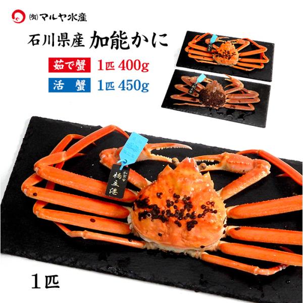 こちらの商品は、1匹が400g前後のズワイガニ（茹で又は活かに）が1匹となります。1人で1匹〜お召し上がり頂けるサイズのカニとなります。このサイズのかには足長(アシナガ)やハネダシと呼ばれ若いカニとなりますので、爪は小さく比較的小振りの蟹で...
