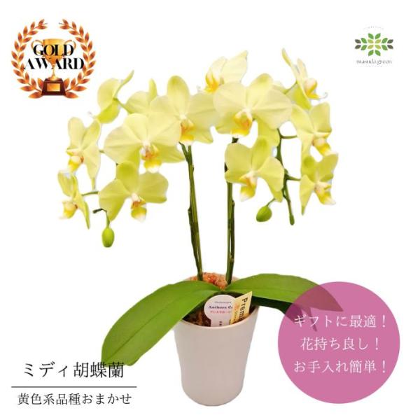 ー幸せを呼ぶラッキーカラー、黄色のミディ胡蝶蘭ー■初心者にもおすすめ！ ミディ胡蝶蘭とは？花の大きさが約4 〜 8cm とコンパクト。花持ちが良く、通常2 〜 3 ヶ月ほど咲き続けます。花数が多く、カラーバリエーションも多いので、お部屋のス...