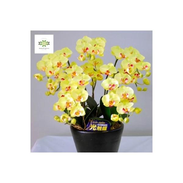 光触媒で脱臭・殺菌・空気清浄してくれるインテリアとしても上品な美しい胡蝶蘭の造花です。 胡蝶蘭の花言葉は「幸福が飛んでくる」と言われているほど、大変縁起の良いお花です。 昔からお祝い事やプレゼントなどに幅広く用いられ、たくさんの人々の幸せを...