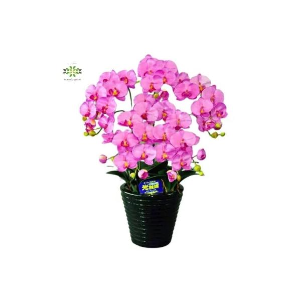 光触媒で脱臭・殺菌・空気清浄してくれるインテリアとしても上品な美しい胡蝶蘭の造花です。胡蝶蘭の花言葉は「幸福が飛んでくる」。大変縁起の良いお花で、昔からお祝い事やプレゼントなどに幅広く用いられたくさんの人々の幸せを運んできました。癒し効果が...