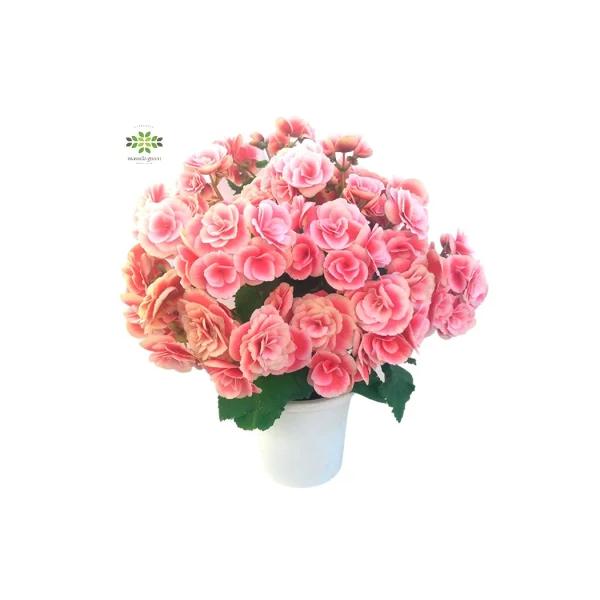 【発売日：2025年09月12日】種類豊富なリーガスベゴニアの中でもバラ咲きが美しい品種の「ボリアス」は、赤からピンク、ベージュへのグラデーションが楽しめるラグジュアリー感溢れる逸品です。ひとつひとつの花が大きく、ボリューム満点の鉢植えです...