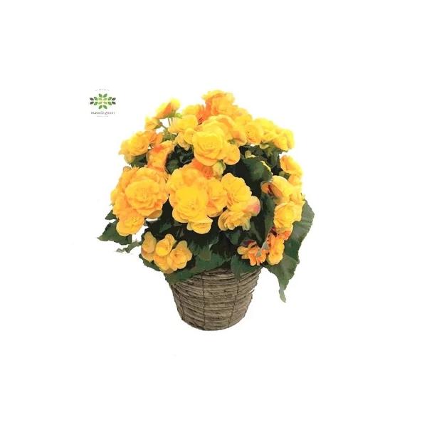 【発売日：2025年09月12日】幸せを呼ぶイエローのベゴニアです。ボリュームたっぷりで、花もちも大変優れています。贈り物に最適品種。そのまま飾れるカゴ付でお届けします。商品名ベゴニア 鉢植え イエロー ５号サイズ幅350mm × 奥行35...