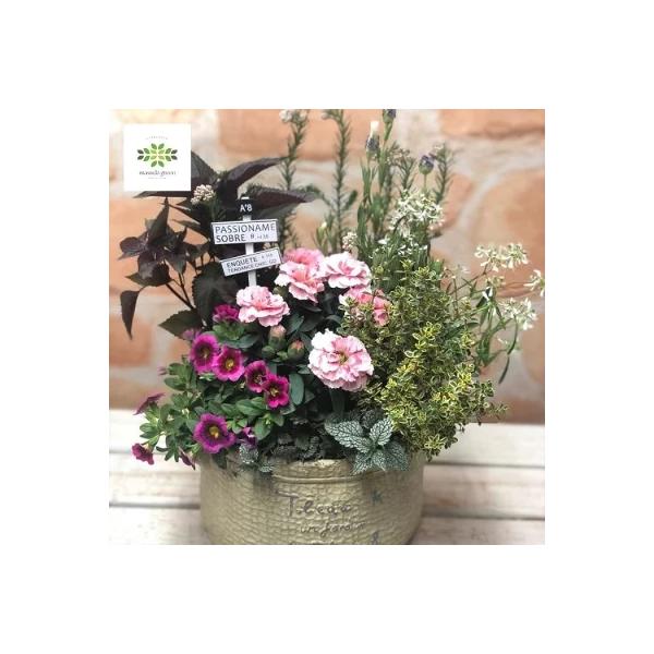 【発売日：2026年01月05日】【重要】こちらの商品はご注文をいただいてから作成、根を落ち着かせてから発送しますので、お届けまで2〜3週間ほどお時間をいただいております。（お届け日の指定はできません）ー寄せ植えのプロが作るオリジナルデザイ...