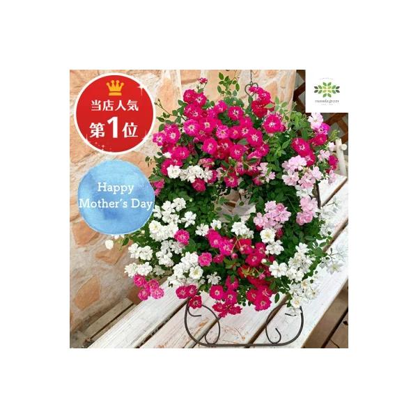 【発売日：2026年05月01日】ーお客様をお迎えするのにふさわしい　笑顔のように咲くウェルカムローズー華やかな３色の四季咲きミニバラ(レンゲローズ）がリング状に咲き溢れます。付属のアイアンスタンドにたてかければすぐに飾れる高級ギフトに。大...