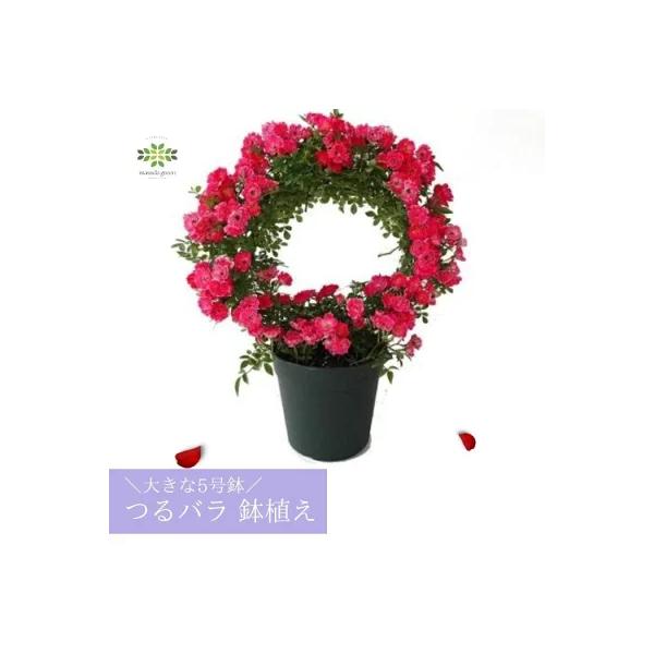 【発売日：2026年05月01日】ー母の日限定！ボリューミーで存在感のあるつるバラの鉢植えー艶やかなローズ色の小花で、八重咲タイプの須磨という品種のつるバラ。株が大きくなると返り咲きすることもあります。 花付きが良いためボリューム感がありな...