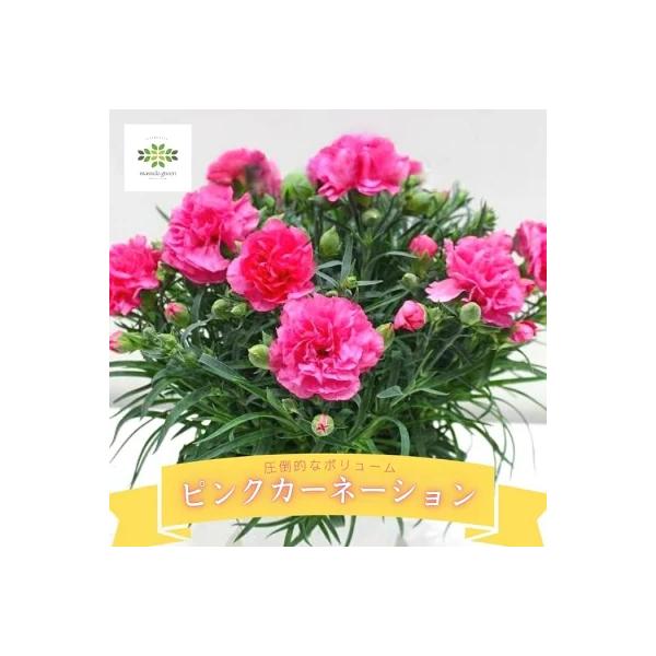 【発売日：2026年05月01日】◆母の日の定番！ピンクカーネーション母の日の時期限定で販売中の、ピンク色のカーネーションの鉢植え です。可愛らしい雰囲気をもち、母の日の定番として人気があります。今年のピンクカーネーションの中で、最も元気が...