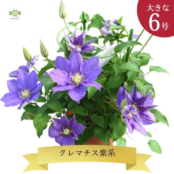 【発売日：2026年03月20日】【重要】こちらの商品は開花期間が繊細な商品のため、お届け日の指定はできません。大輪の花が美しいクレマチスの鉢植えの代表的品種を、紫系でお届けします。落ち着きある姿は大人の女性にぴったり。上品なお花は是非、ち...