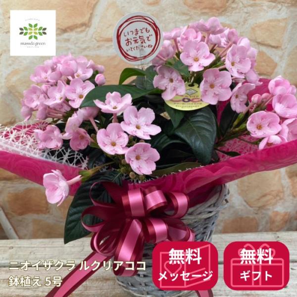 ー敬老の日に贈る、花と香りを楽しむニオイザクラの鉢植えー敬老の日の贈り物に、ぴったりな可憐なピンクの花と甘くやさしい香りを楽しめるニオイザクラ「ルクリア ココ」。ココはフラワー・オブ・ザ・イヤー（最優秀賞）を受賞した人気の品種です。従来の品...