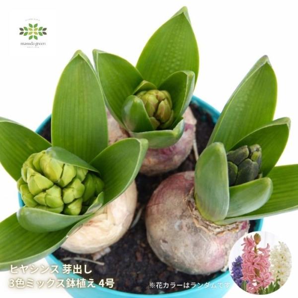 ーカラフルなヒヤシンスを1鉢で楽しめる、芽出し3色ミックス鉢植えー春の訪れを感じさせる、芽出しヒヤシンスの鉢植えです。白・黄・桃・赤・青・紫系の中から、おまかせで3色をミックスして植えているので、届いてから何色が咲くのかお楽しみ。芽出し状態...