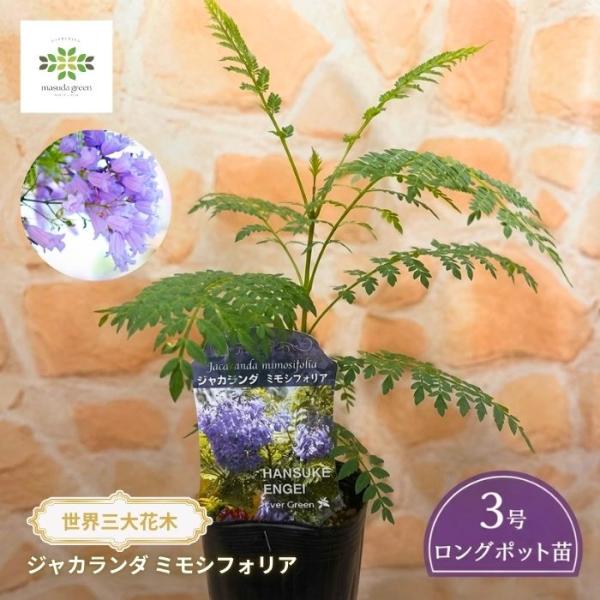 世界三大花木のひとつとして知られるジャカランダ。ノウゼンカズラ科の落葉高木です。初夏になると美しい青紫色の花を咲かせ、海外では街路樹やシンボルツリーとしても親しまれています。日本で花を咲かせるのはなかなか難しく、木が大きくならないと咲きませ...