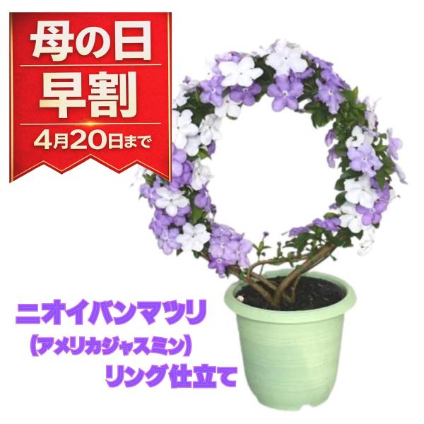 ー人気急上昇！当店売上上位「アメリカジャスミン」ー紫から白へと花色が変化する姿が美しいアメリカジャスミンのリング仕立てです。開花期は4〜7月と長く、株を覆うほどたくさんの花を咲かせます。ふわっとさわやかな香りを放ち、リラックス効果があるのも...