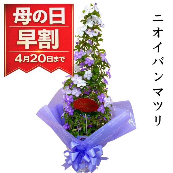 ー人気急上昇！当店売上上位「アメリカジャスミン」ー紫から白へと花色が変化する姿が美しく、毎日花色を楽しむことができます。開花期は4〜7月と長く、株を覆うほどたくさんの花を咲かせます。ふわっとさわやかな香りを放ち、リラックス効果があるのもポイ...