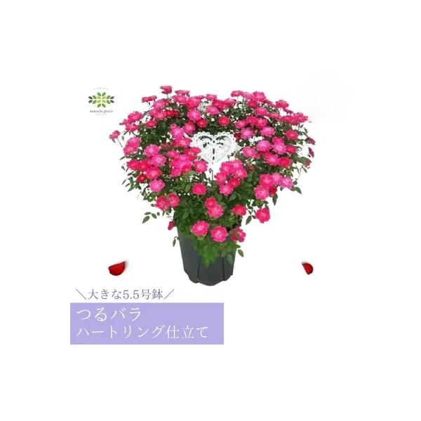 【発売日：2026年05月01日】ー母の日限定！人気のつるバラの鉢植えー鮮やかなピンクのローズをハートのリング状に仕立て、斜めに立体感を出しました。華やかで可愛らしい雰囲気をもちながら、立体感があって大きな 5.5号サイズ！ボリューム感があ...