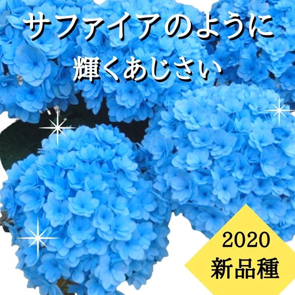 【発売日：2026年05月01日】ーサファイアのような紫陽花「サファイアクイーン」ーサファイアのように輝く、あじさいの希少品種。咲き始めには薄い花色も、満開時は深みのある上品なブルーカラーの花色となります。（※画像は満開時のイメージ）秋色ア...