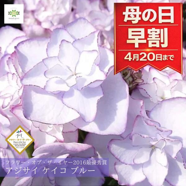 ージャパンフラワーセレクション最優秀賞と特別賞をW受賞ーブルー系に花色調整されているケイコブルー。咲き始めは白地にピンク〜赤紫の覆輪が入ってガク咲きとなり、咲き進むと淡い薄紫色で半てまり咲きになります。花形の変化と花色の変化が両方楽しめる画...