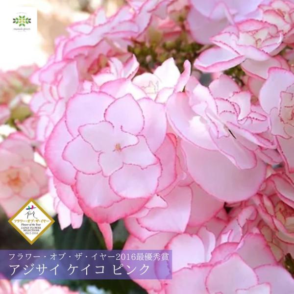 【発売日：2026年05月01日】ージャパンフラワーセレクション最優秀賞と特別賞をW受賞ー花弁の縁に濃いピンクの細い縁取りが入るケイコ。縁取りの内側は咲き始めは白く、咲き進むにつれて白い部分がピンク色に変化。夏頃には装飾花（額の部分）が次第...