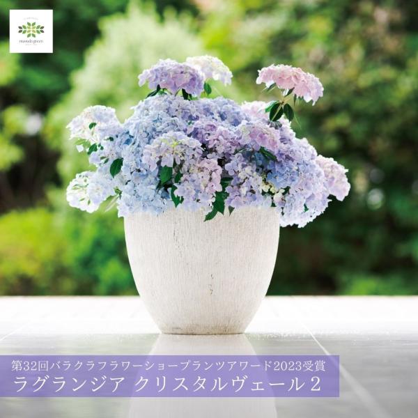 【発売日：2026年05月01日】側芽（枝につく芽）に花がつくラグランジアは、剪定位置を細かく気にしなくても、次の年にはたくさんの花芽をつけ株いっぱいの花を楽しむことができる新ジャンルのアジサイです。枝の先端にのみ花がつくこれまでのアジサイ...