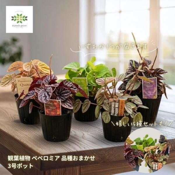 葉色や葉模様が美しく、近年人気急上昇中の観葉植物「ペペロミア」。コンパクトで置き場所を選ばず、デスクやキッチン、玄関、リビングなど様々な場所で楽しめます。乾燥にも比較的強く、初心者の方にもおすすめです。単品でも、5種セットでも。お届けする品...