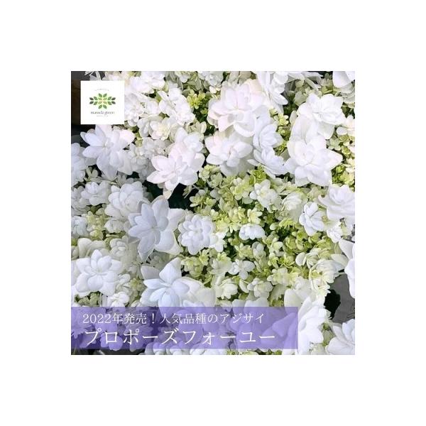 【発売日：2026年05月01日】ー2021年発売新品種あじさい「プロポーズフォーユー」ープロポーズフォーユーはアジサイには珍しい純白。花が額縁のように周りにだけ咲く「額咲き」から、たくさんの花が集まったように見える「手まり咲き」へ...季...