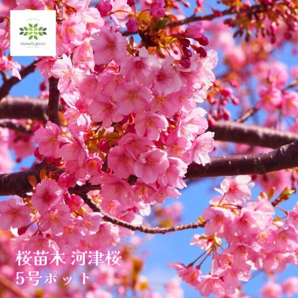 ■河津桜(かわづざくら)とは？河津桜は静岡県の伊豆にある河津町の名産。1972年に河津町で発見されました。1ヶ月ほどかけて満開になります。2月上旬から開花しはじめる早咲きの桜で、3月初旬が開花時期となります。濃い紅色から薄桃色をした一重咲き...