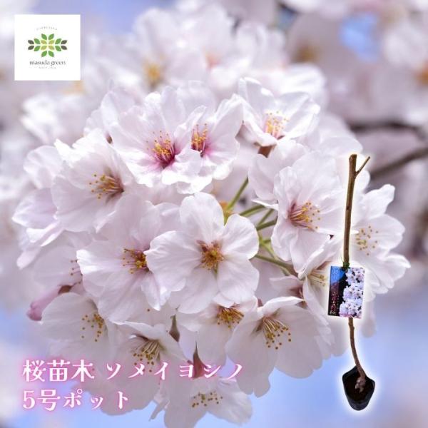 【発売日：2026年03月01日】■ソメイヨシノ(染井吉野)とは？染井吉野は、桜の代表品種で吉野桜とも呼ばれています。いわずと知れた、桜の中の桜。今では桜と言えばソメイヨシノと思われるほど、全国各地に植えられているお花です。植栽してから15...