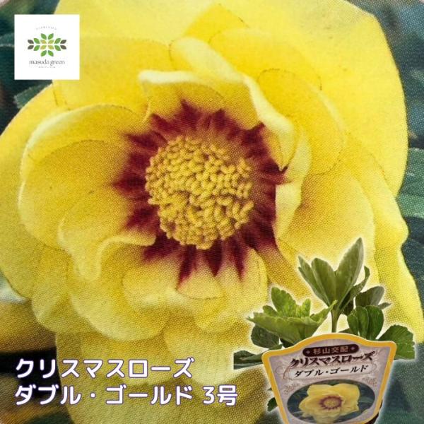 ■「クリスマスローズ」とは？Christmas rose（Hellebores niger）キンポウゲ科・耐寒性宿根草キリスト降誕の象徴・12月25日の誕生花クリスマスローズはドイツ・ミュンスター地方で育種し、日本で栽培テストを重ね、選び抜...