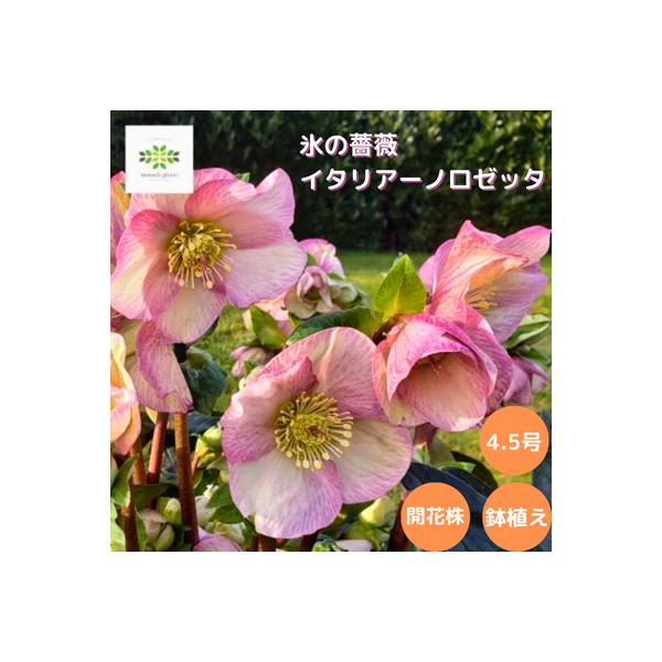 【発売日：2025年12月08日】【重要】画像は満開時のイメージです。気候によっては生育が遅れ、蕾が多い状態でのお届けとなりますことをご了承ください。※現在、開花し始めの絶好の状態となっております！■クリスマスローズとは花の美しさはもちろん...