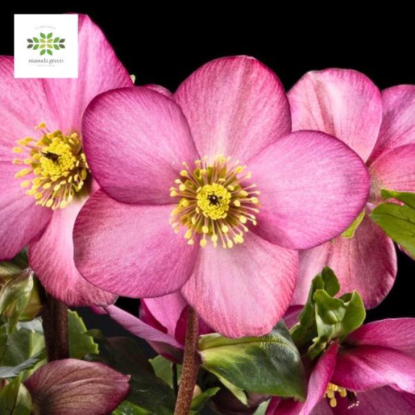 【発売日：2025年12月01日】【重要】画像は満開時のイメージです。気候によっては生育が遅れ、蕾が多い状態でのお届けとなりますことをご了承ください。ー秘密の品種として大切に育てられた雪の妖精の2025年最新作ー■「雪の妖精」とは？雪の妖精...