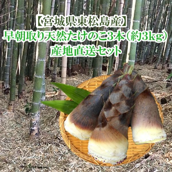 年に一度の大変やわらかで美味しい筍（孟宗竹）を早朝取りでその日に発送させて頂きます。放射能検査済の安心安全の筍です。お刺身、筑前煮、てんぷら、土佐煮などなどのお料理に最高です。※商品を確認しながら出荷しておりますが、まれに外から見えない虫食...