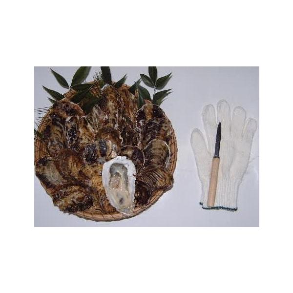 【発売日：2025年01月10日】漁師直送！！　松島産かき　加熱用殻付活かき２０個 殻付かき食べ方レシピもお付けします!!自然の風味を損なわないよう、殺菌しておりませんので加熱用となっております。殻長10〜13cm程度で、身は7〜10cm、...