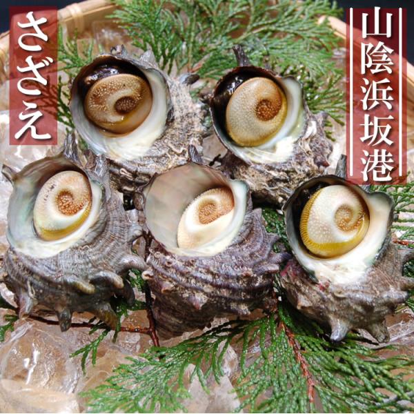 ●商品内容　浜坂産　さざえ（活生）10個入×約70g ●賞味期限　商品到着後：冷蔵保存（野菜庫）で2日。　※お刺身は当日中にお召し上がりください。   ●お召し上がり方　お刺身・煮付け・つぼ焼き　他 ●配送方法　【業者】クロネコヤマト　又は...