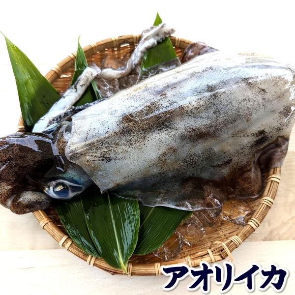 ●商品内容　兵庫県浜坂産　あおりいか（生）　1杯　約300-399ｇ  ●賞味期限　冷蔵保存で2日 ●お召し上がり方　お刺身、煮付け、塩焼き、フライ、炒め物、から揚げ　他 ●冷蔵商品とは同梱可　冷凍商品や同梱不可商品もご購入の場合は、複数の...