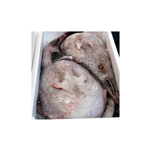 ◆商品内容　兵庫県浜坂産　あんこう（生）1尾　約4ｋｇ前後（入荷時の重量）　※鮮度保持のため入荷後すぐに要らない内蔵・胃袋の中身は除去しますので、その分の重量は減っておりますので、予めご了承ください。◆賞味期限　冷蔵保存で2日 　 ◆お召し...