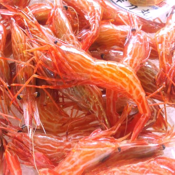 ◆商品内容 　兵庫県浜坂産　しまえび（船内冷凍）大　約500g以上（約30尾前後入り） ※500ｇという規格で作っておりますので、製造する漁船によって、並べ方、大きさの混ざり具合、入り数等、それぞれで異なります。写真や入り数はあくまで目安で...