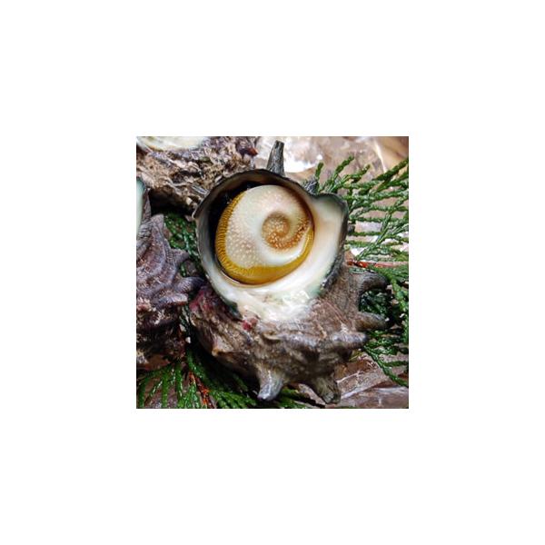 ●商品内容　浜坂産　さざえ（活生）　5個×約200-250g●賞味期限　商品到着後：冷蔵保存（野菜庫）で2日。　※お刺身は当日中にお召し上がりください。  ●お召し上がり方　お刺身・煮付け・つぼ焼き　他 ●配送方法　【業者】クロネコヤマト　...