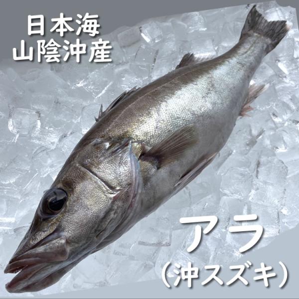 ◆商品内容　浜坂産　あら（生冷凍）　１尾　約1.2-1.5ｋｇ（調理前の重さ）　※下処理済（うろこ・内臓除去済）◆賞味期限　解凍前：冷凍保存で1ヶ月　解凍後：冷蔵保存で2日（解凍後はお早めにお召し上がりください）◆お召し上がり方　流水で一気...