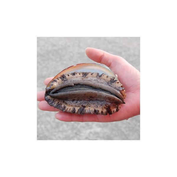 ●商品内容兵庫県浜坂産　天然黒あわび【冷凍】1個　約110-130ｇ【加熱用】●賞味期限　解凍前：冷凍保存で1ヶ月　解凍後：冷蔵保存で2日　 ●お召し上がり方流水で解凍または冷蔵庫でゆっくり解凍後、加熱調理してください。バーベキューに、ステ...